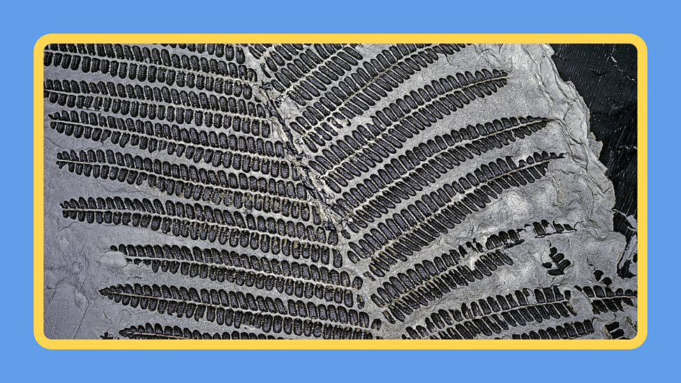 Fossils – KS2 Science curriculum - BBC Bitesize