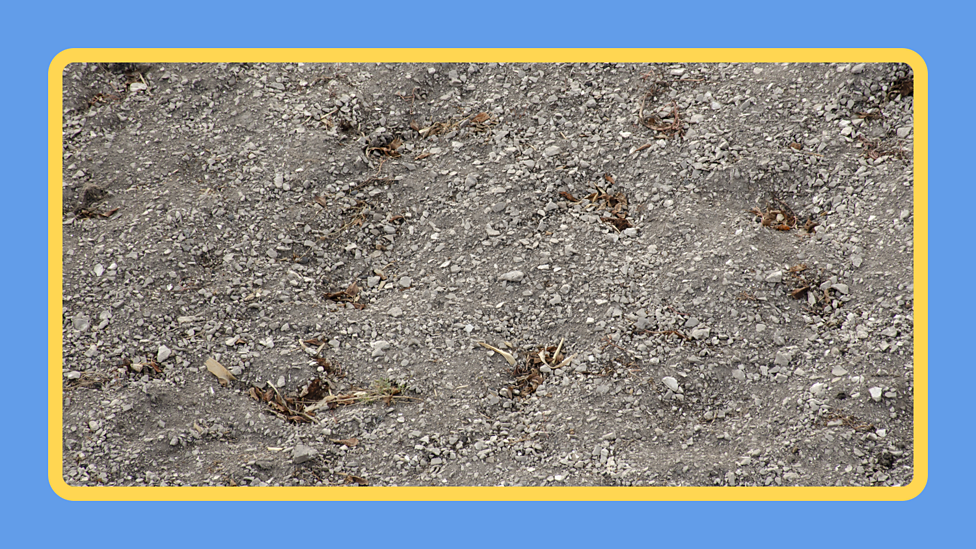 What is soil made from? – KS2 Science curriculum - BBC Bitesize