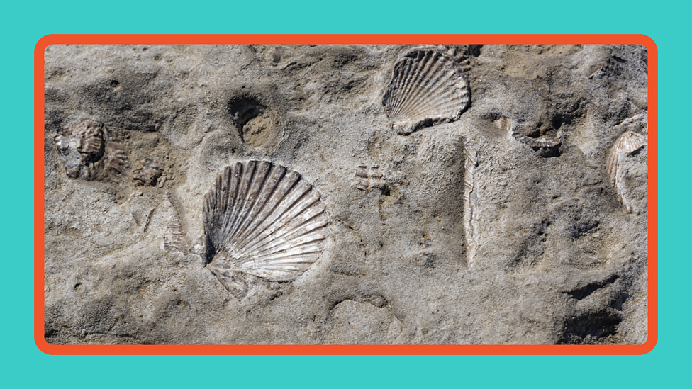 Types of rock – KS2 Science curriculum - BBC Bitesize