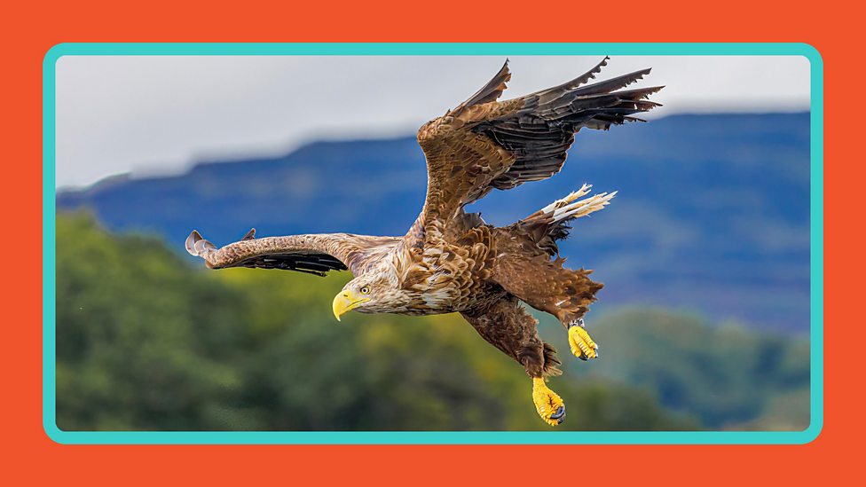 How to classify animals and plants – KS2 Science curriculum - BBC Bitesize