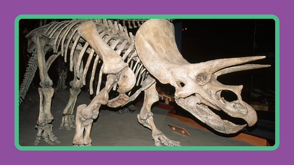 What can fossils tell us? – KS2 Science curriculum - BBC Bitesize
