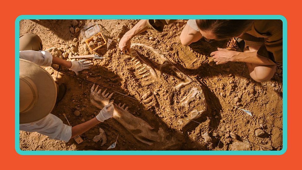 What can fossils tell us? – KS2 Science curriculum - BBC Bitesize