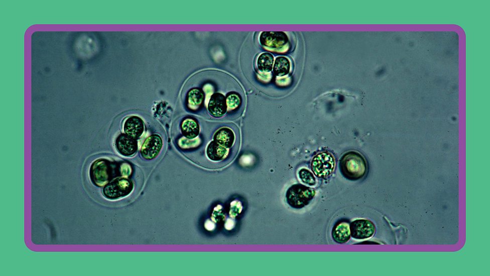 What is a microorganism? – KS2 Science curriculum - BBC Bitesize