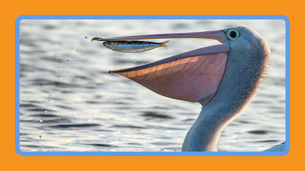 What is evolution? – KS2 Science curriculum - BBC Bitesize