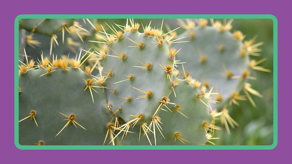 What is adaptation? – KS2 Science curriculum - BBC Bitesize