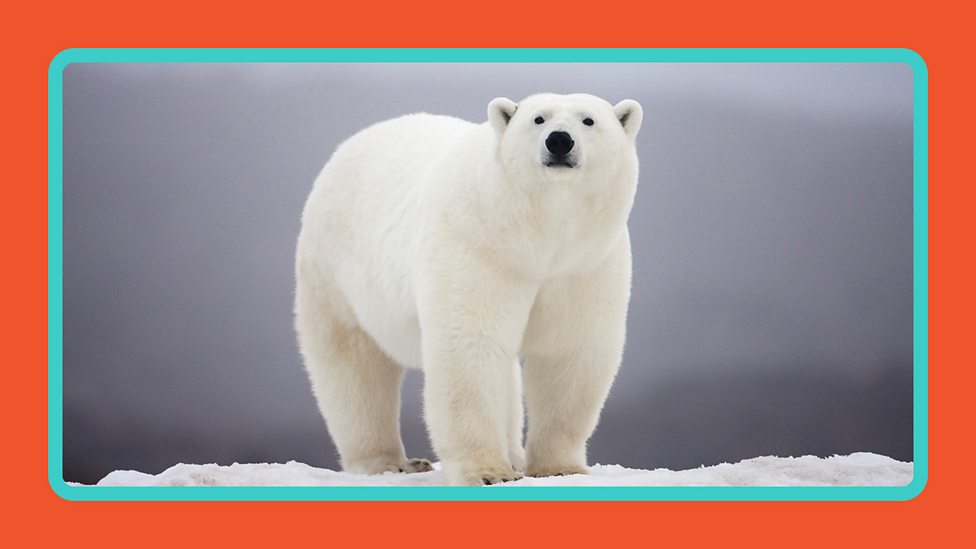 What is adaptation? – KS2 Science curriculum - BBC Bitesize