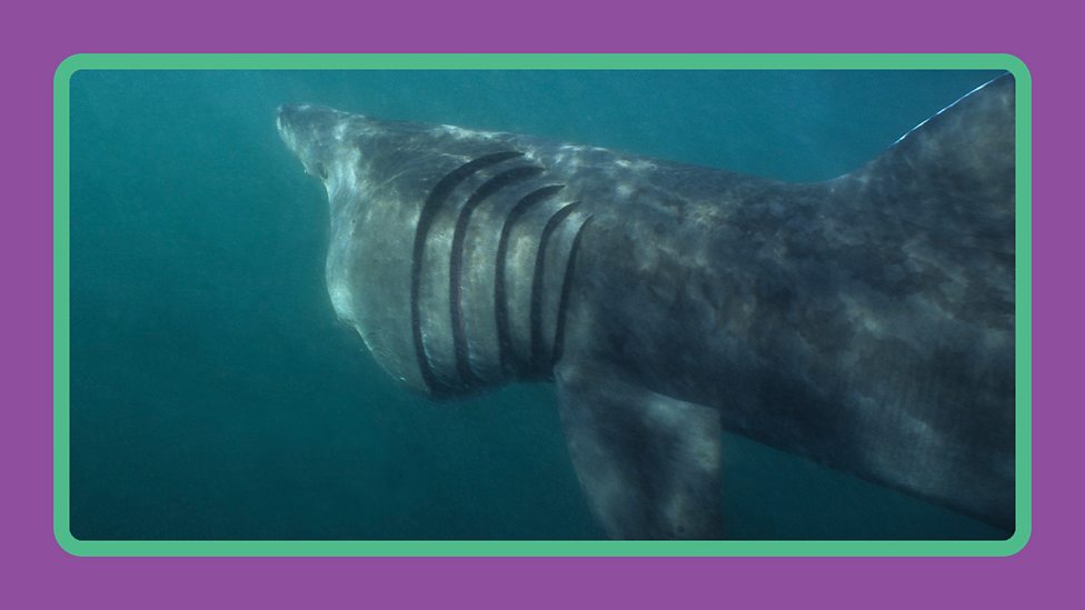 Transport of nutrients and water – KS2 Science curriculum - BBC Bitesize