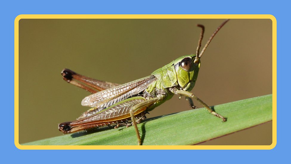 Transport of nutrients and water – KS2 Science curriculum - BBC Bitesize