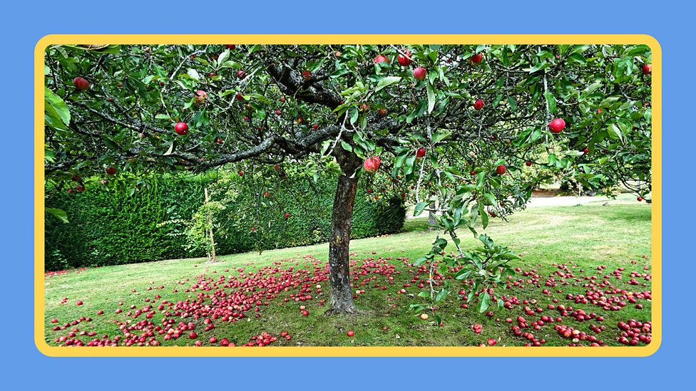 What is gravity? – KS2 Science curriculum - BBC Bitesize