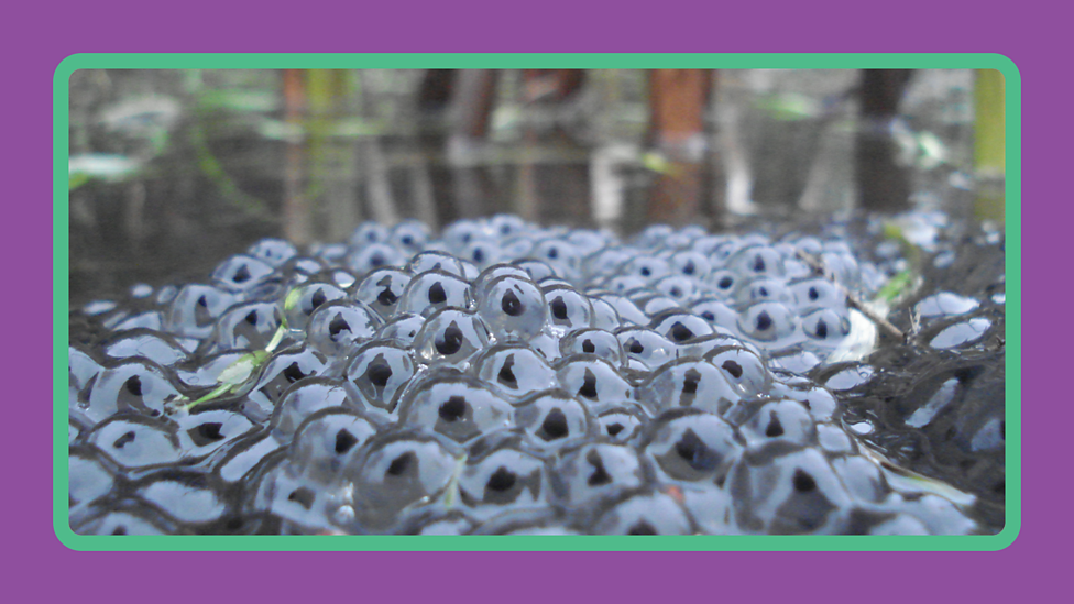 What is a life cycle? – KS2 Science curriculum - BBC Bitesize