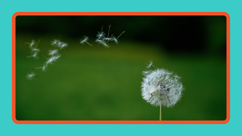 Reproduction in flowering plants – KS2 Science curriculum - BBC Bitesize