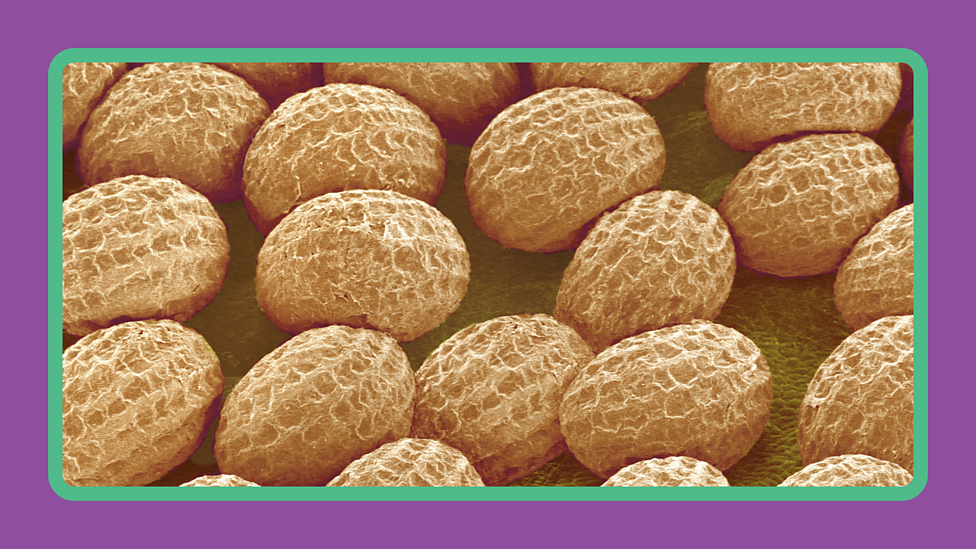 Reproduction in flowering plants – KS2 Science curriculum - BBC Bitesize