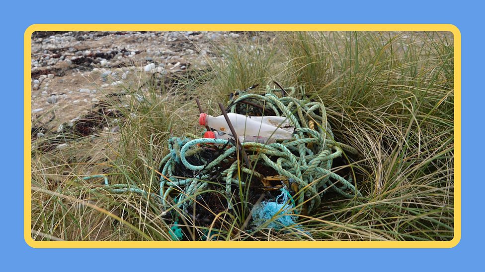 How can I sort objects into dead, living and non-living? - KS1 Science ...