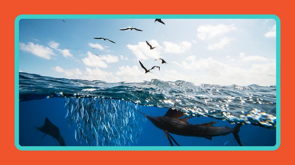 What is an ocean habitat? - KS1 Science curriculum - BBC Bitesize