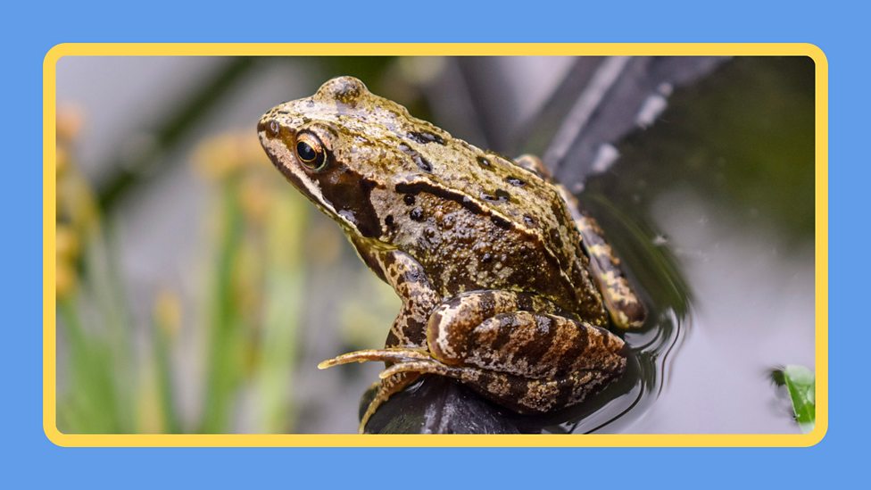 What is a pond habitat? – KS1 Science curriculum - BBC Bitesize