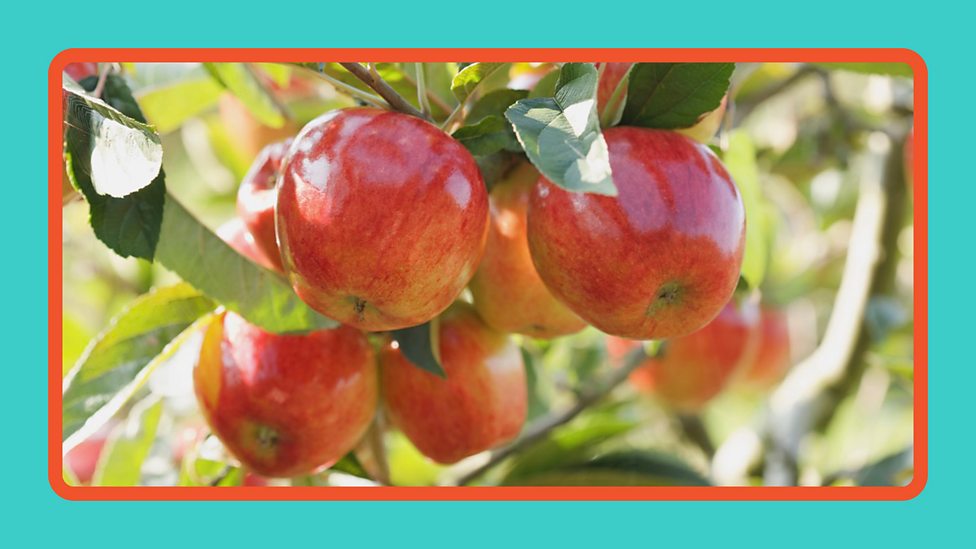 The structure of flowering plants - KS2 Science curriculum - BBC Bitesize