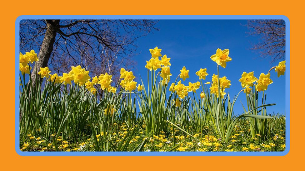 The structure of flowering plants - KS2 Science curriculum - BBC Bitesize