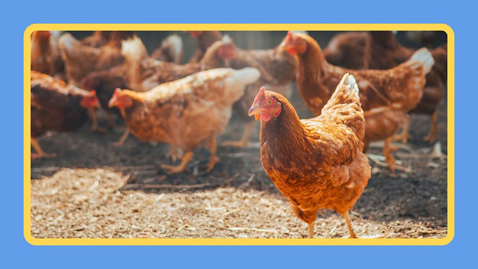 What are birds? KS1 Science curriculum - BBC Bitesize