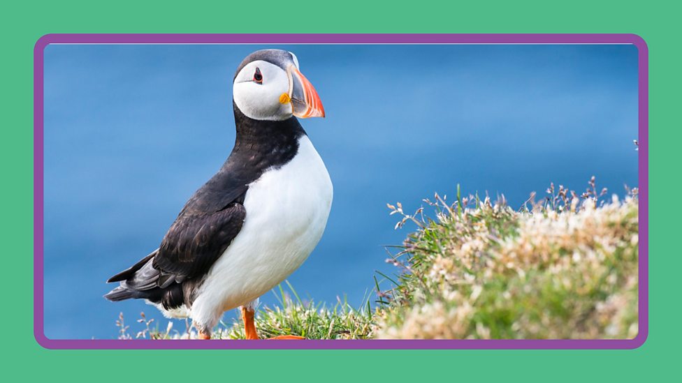 What are birds? KS1 Science curriculum - BBC Bitesize