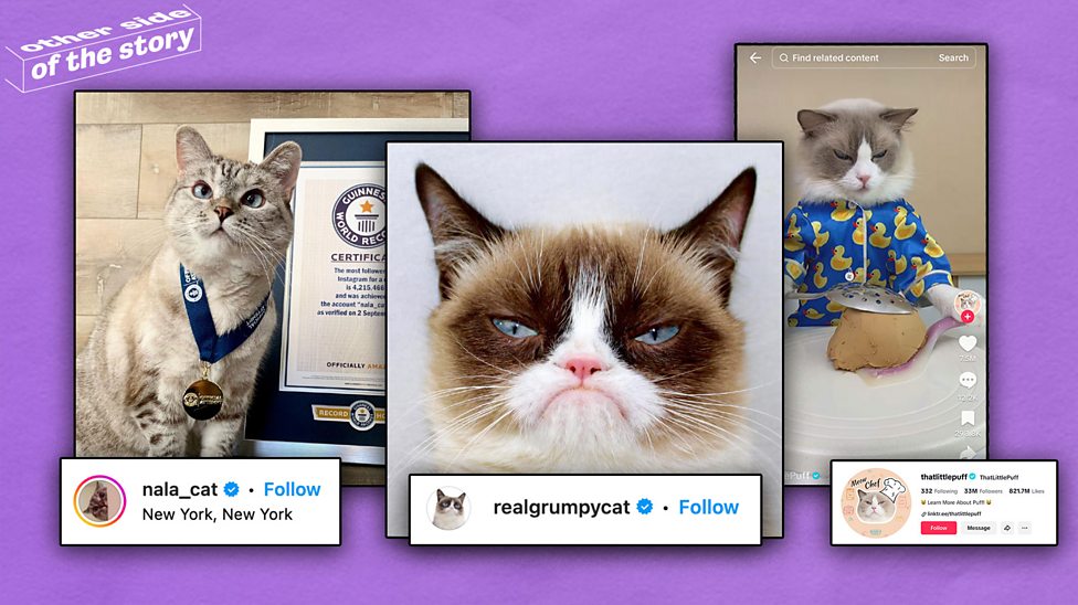What makes funny cat videos go viral on the internet? - BBC Bitesize