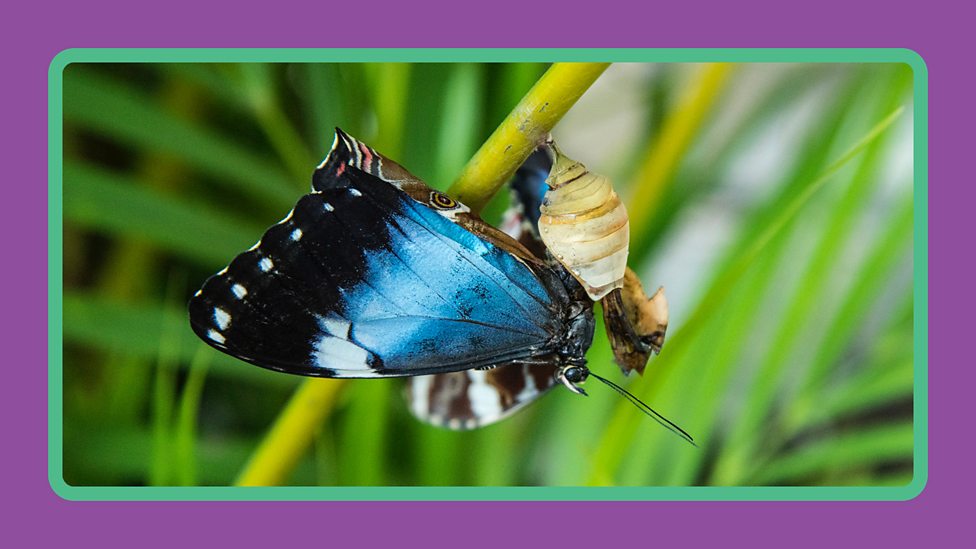 How do animals grow? - KS1 Science curriculum - BBC Bitesize