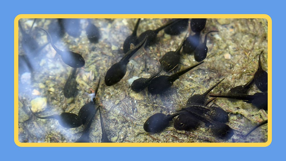 How do animals grow? - KS1 Science curriculum - BBC Bitesize