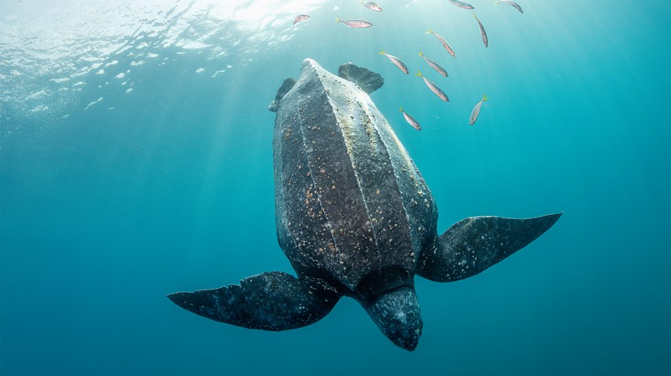 Parents' Toolkit - BBC Bitesize