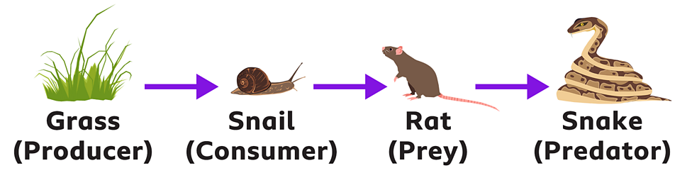 What is a food chain? – KS1 Science curriculum - BBC Bitesize