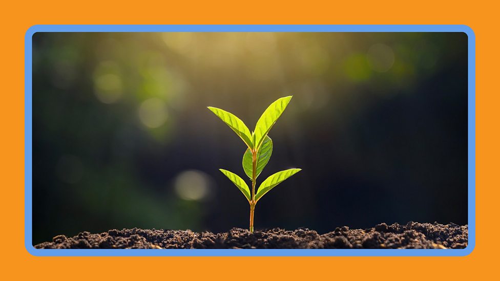 The life cycle of a plant - KS1 Science curriculum - BBC Bitesize
