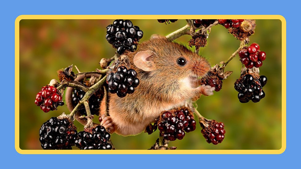 The life cycle of a plant - KS1 Science curriculum - BBC Bitesize