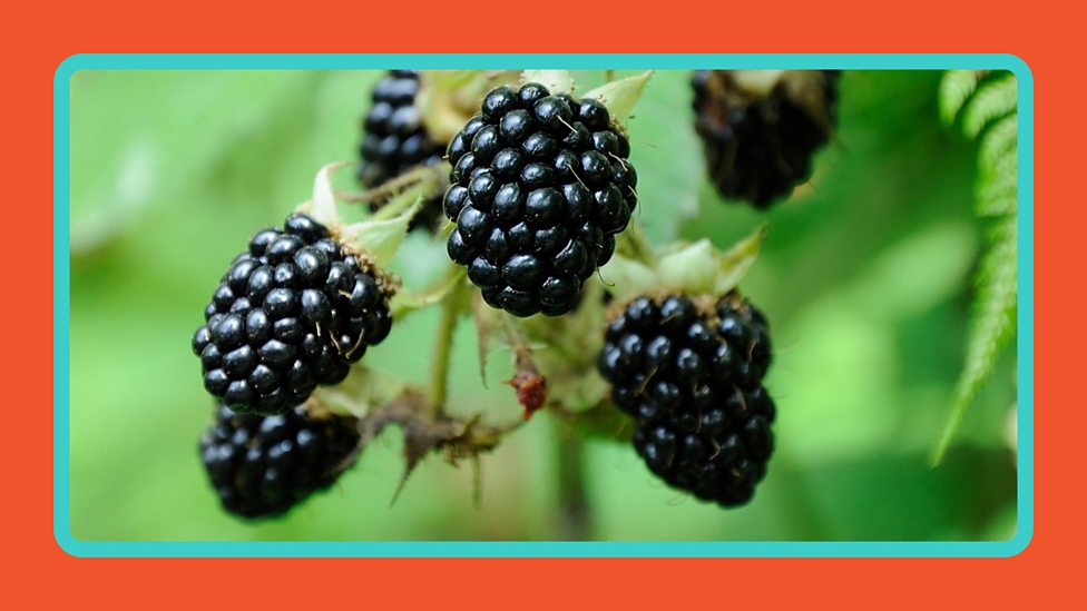 The life cycle of a plant - KS1 Science curriculum - BBC Bitesize