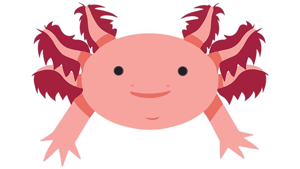 What are amphibians? KS1 Science curriculum - BBC Bitesize