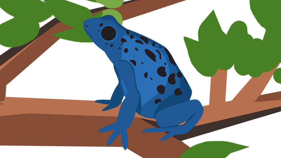 What are amphibians? KS1 Science curriculum - BBC Bitesize