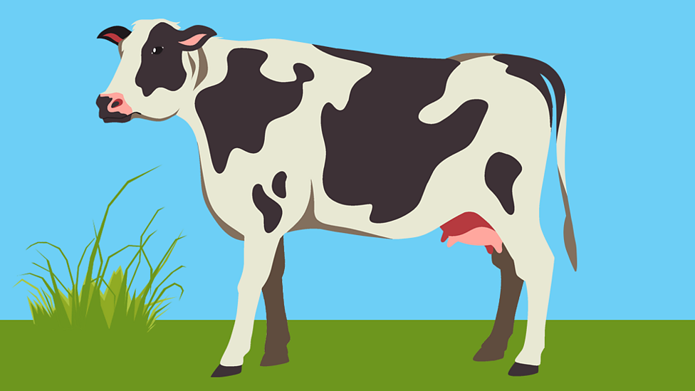 What is a food chain? – KS1 Science curriculum - BBC Bitesize