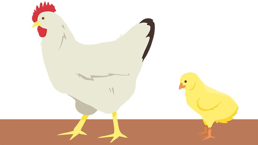 What are birds? KS1 Science curriculum - BBC Bitesize