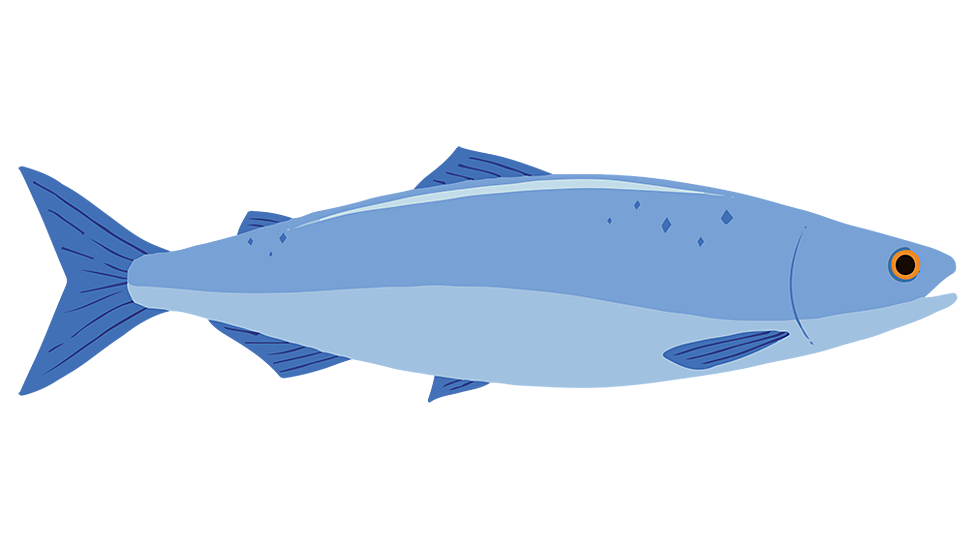 What are fish? KS1 Science curriculum - BBC Bitesize