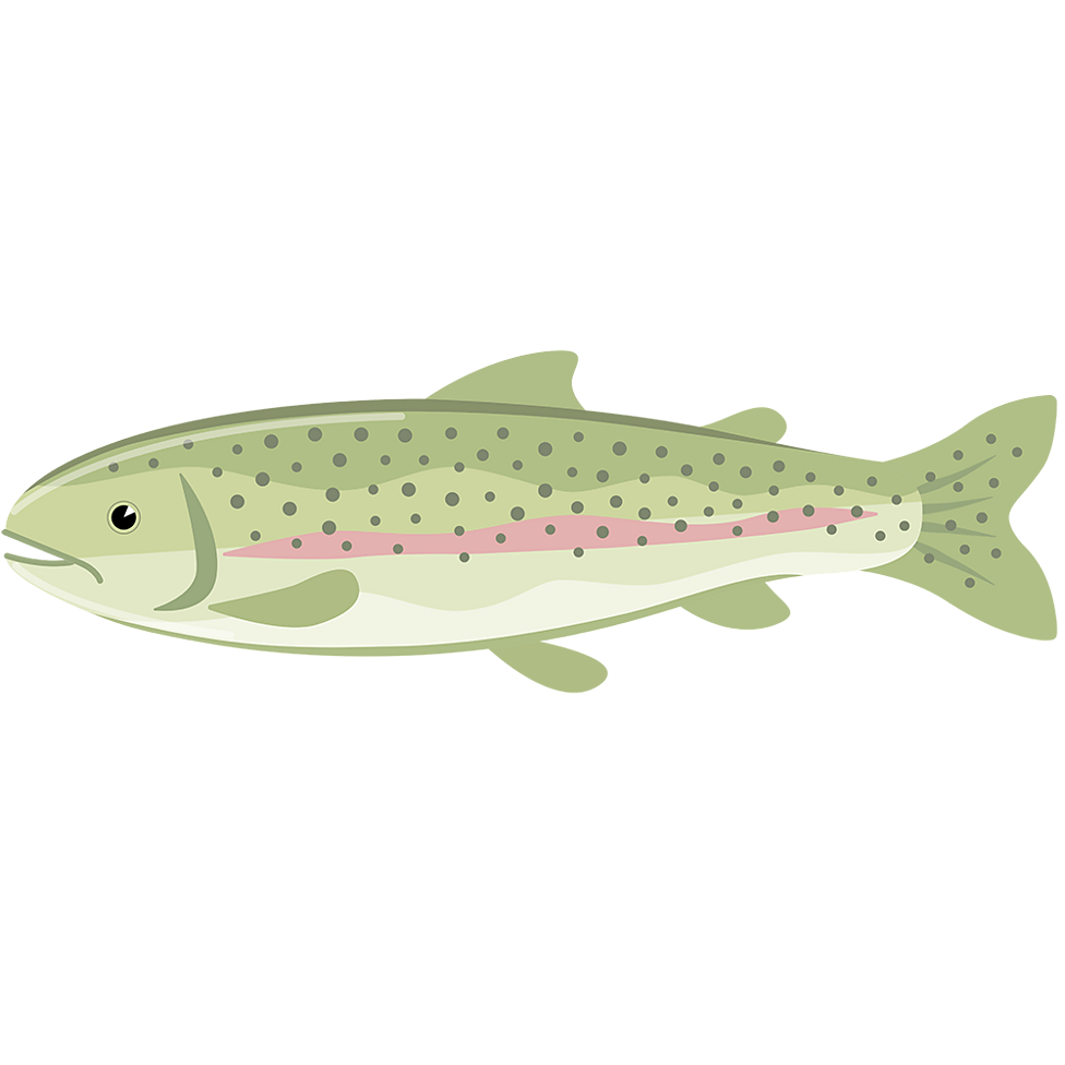 What are fish? KS1 Science curriculum - BBC Bitesize