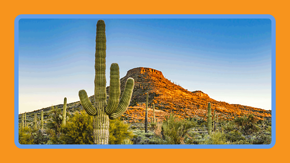 What is a desert habitat? – KS1 Science curriculum - BBC Bitesize