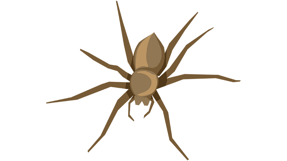 What are minibeasts? - KS1 Science curriculum - BBC Bitesize