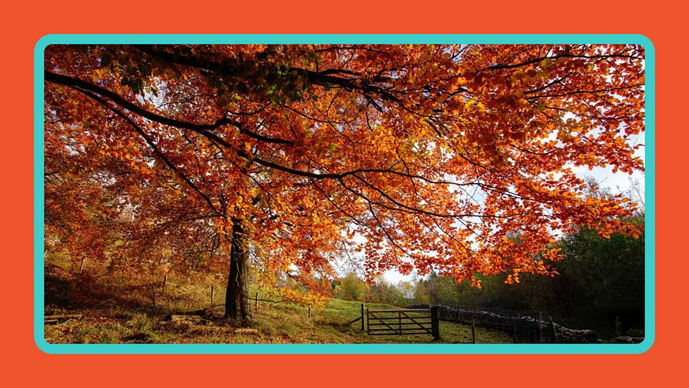 What are the seasons? – KS1 Science curriculum - BBC Bitesize