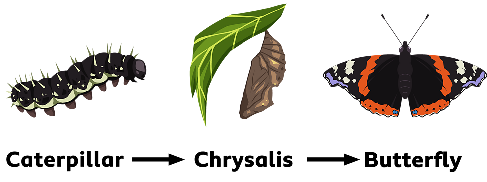 How do animals grow? - KS1 Science curriculum - BBC Bitesize