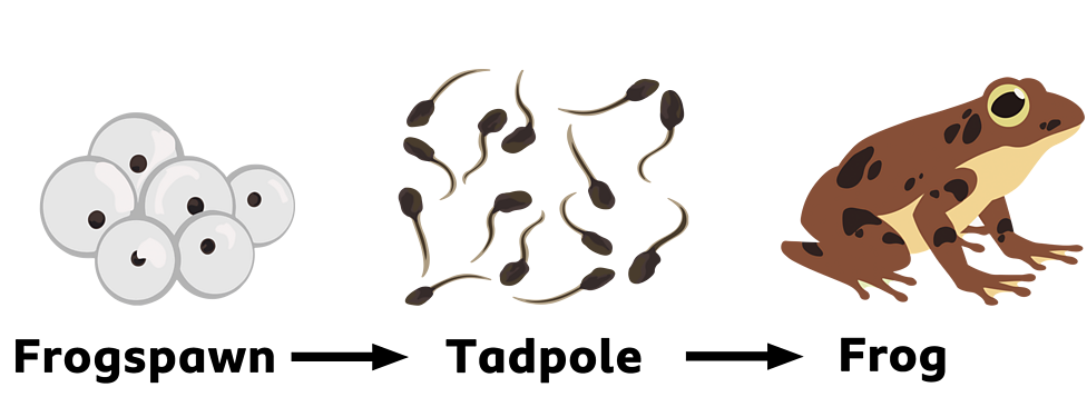 How do animals grow? - KS1 Science curriculum - BBC Bitesize