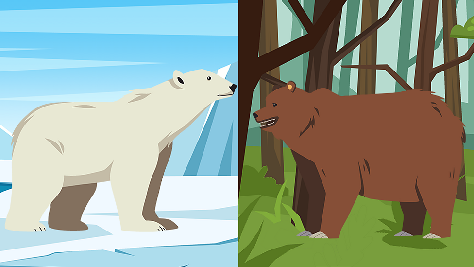 What do animals need to survive? - KS1 Science curriculum - BBC Bitesize