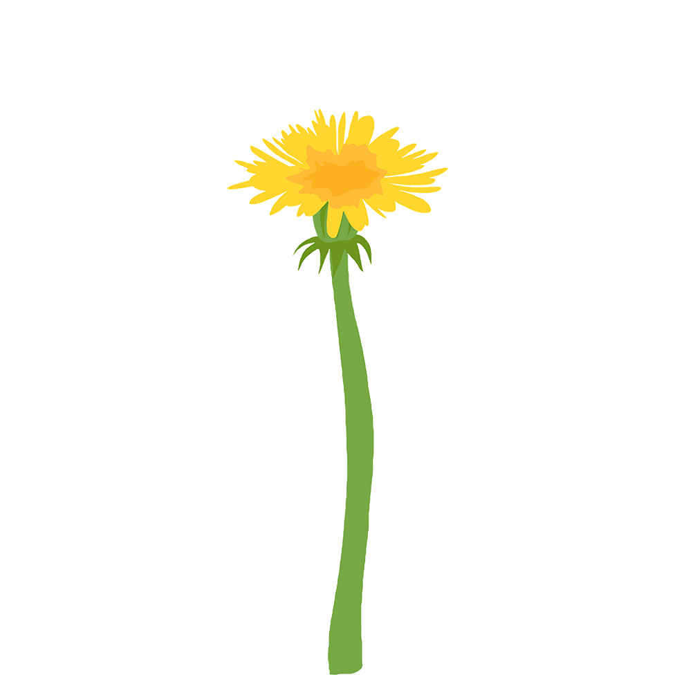 Why are plants important? – KS2 Science curriculum - BBC Bitesize