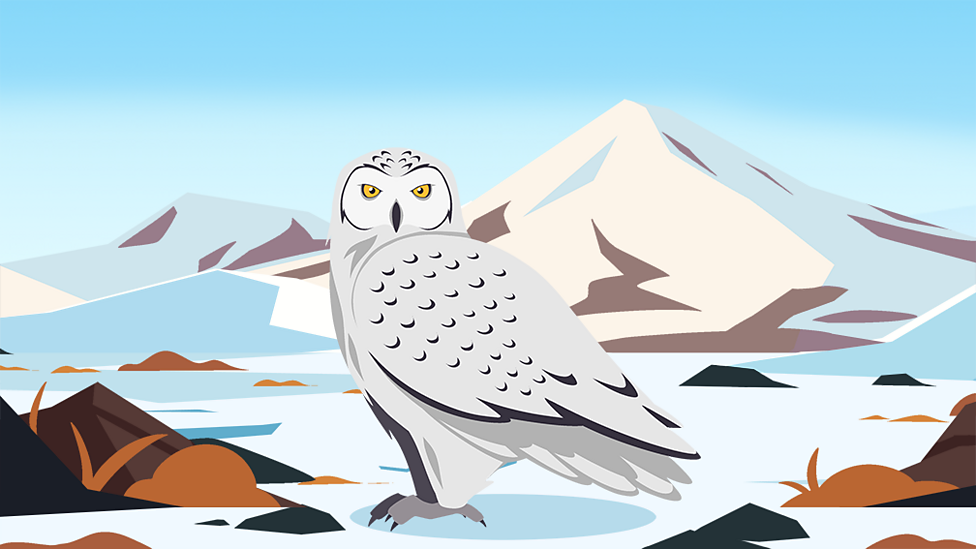 What is a polar habitat? - KS1 Science curriculum - BBC Bitesize