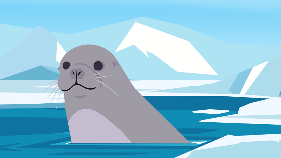 What is a polar habitat? - KS1 Science curriculum - BBC Bitesize
