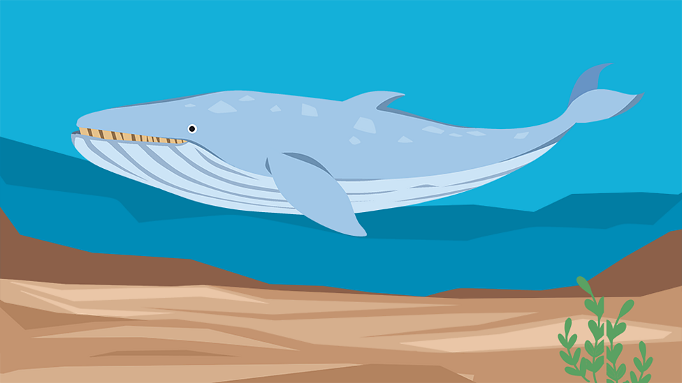 What is an ocean habitat? - KS1 Science curriculum - BBC Bitesize