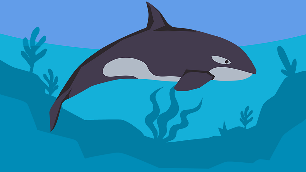 What is an ocean habitat? - KS1 Science curriculum - BBC Bitesize