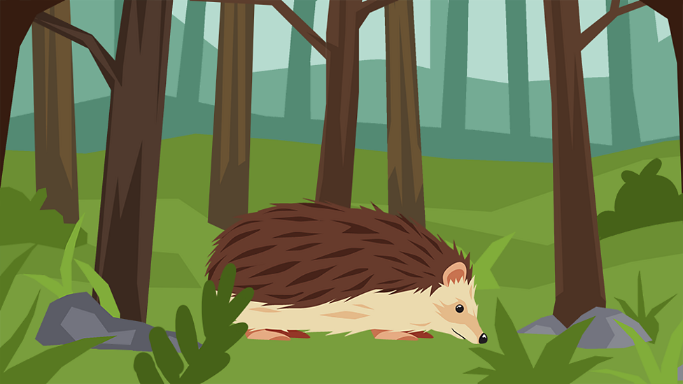 What is a habitat? - KS1 Science curriculum - BBC Bitesize