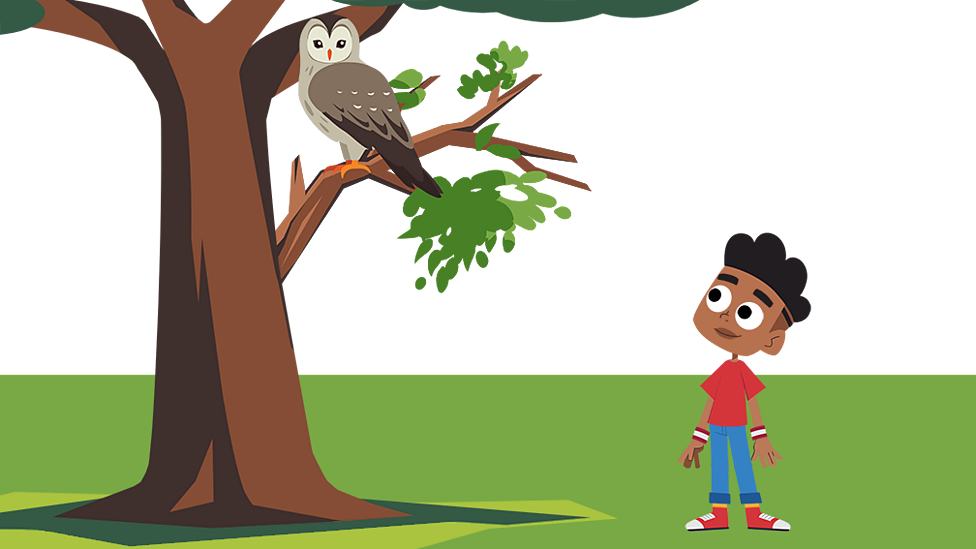 What are birds? KS1 Science curriculum - BBC Bitesize